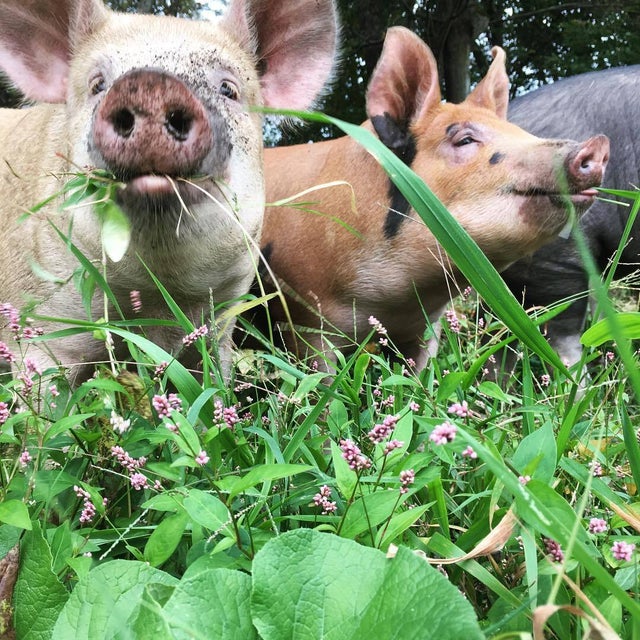 Half Pig or Whole Hog Order Deposit