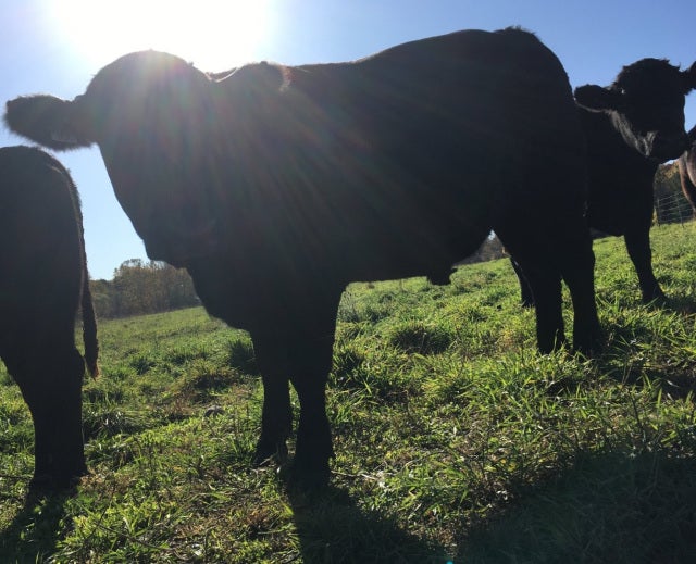 Half or Whole Cow Order Deposit